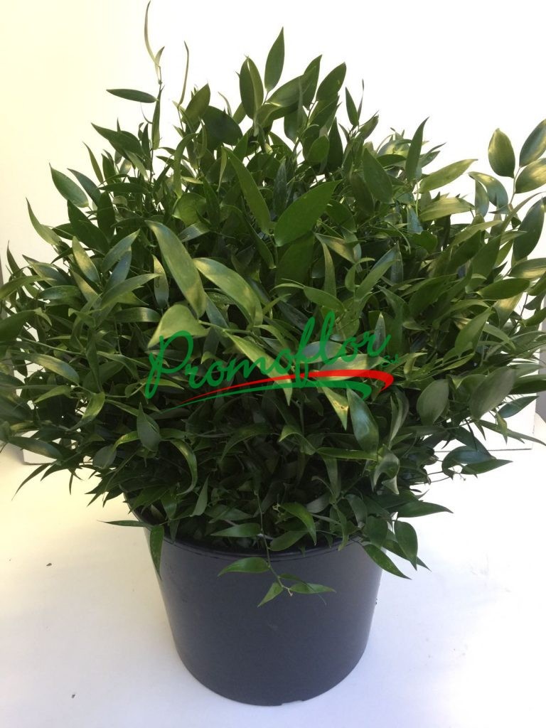 Ruscus short (Danae Racemosa) | Promoflor