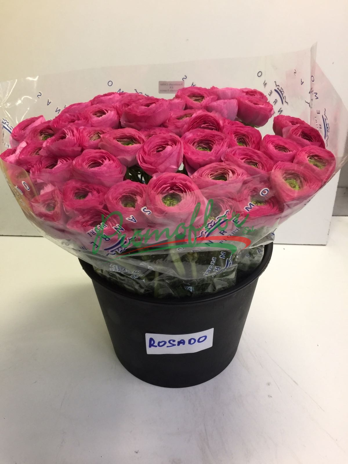 Ranunculus Cloni ‘Success’ | Promoflor
