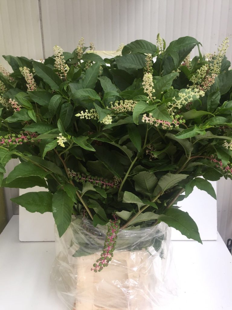 Ruscus long (Danae Racemosa) | Promoflor